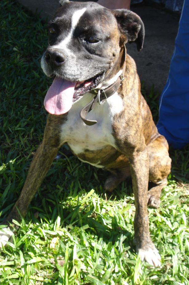 Adote, Não Compre!: ADOTADO AQUI PELO BLOG!!! UHUUU \o/\o/\o/ Grandão ...