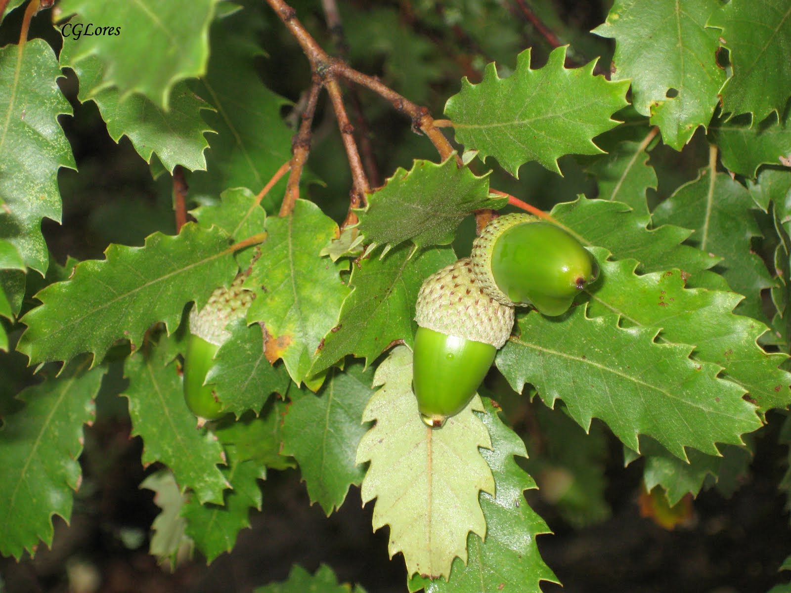 ¡Instantes!: Hojas y semillas de encina