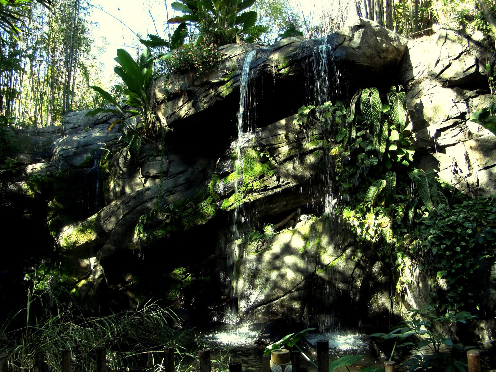 The Walt Disney World Picture of the Day: The Oasis Exhibits' Waterfall