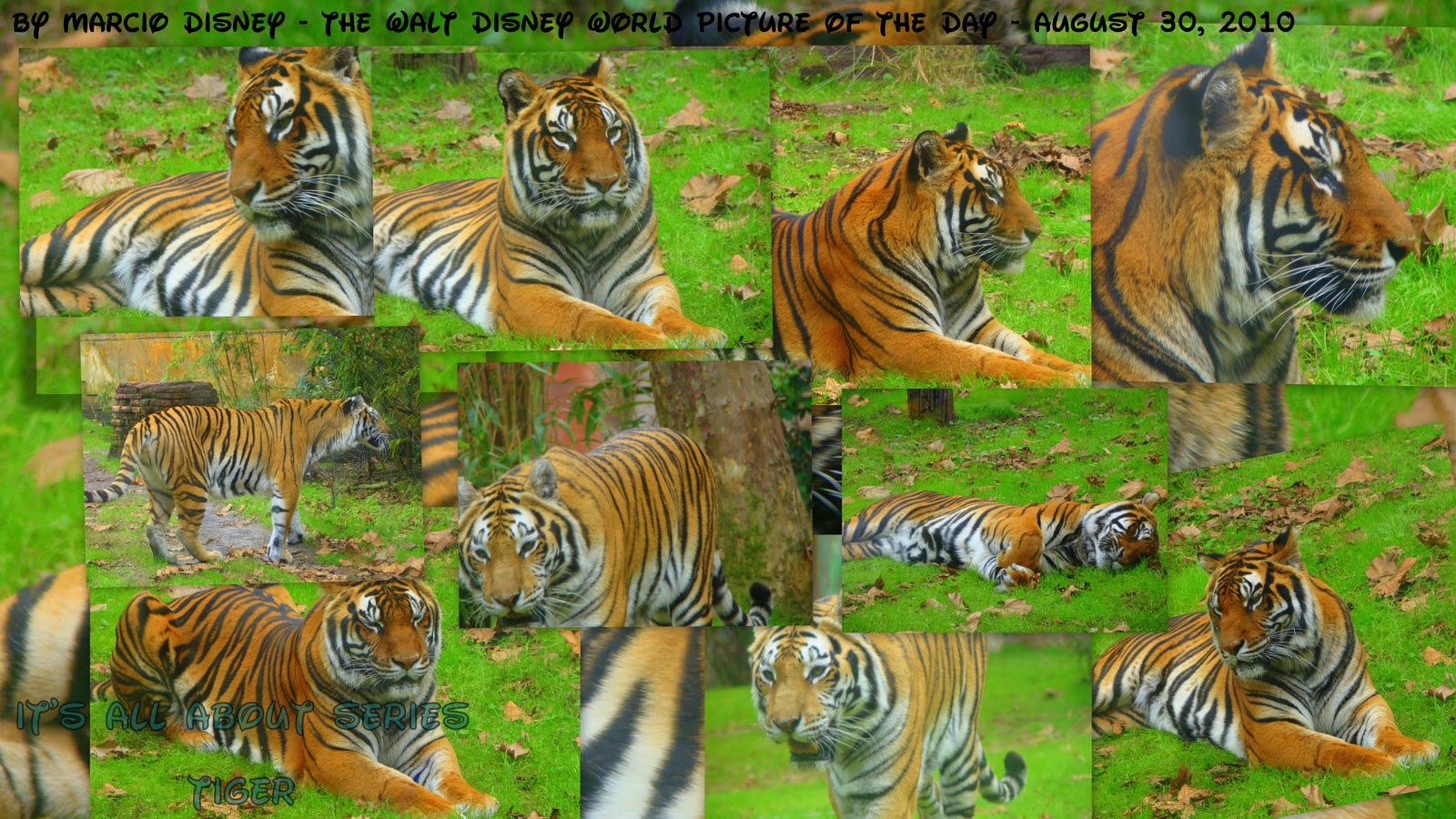 The Walt Disney World Picture of the Day: It's All About Tigers