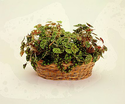 Gardening Shortcuts - Simple Steps to a Great Garden.: Begonia 'Tiger ...