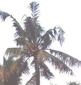 allabout Kerala: MAJOR DISEASES AFFECTING COCONUT