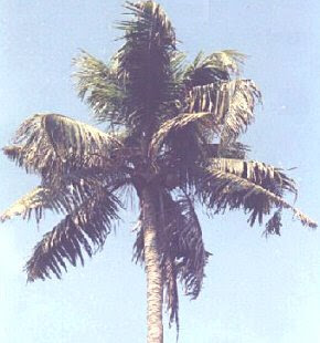 allabout Kerala: MAJOR DISEASES AFFECTING COCONUT