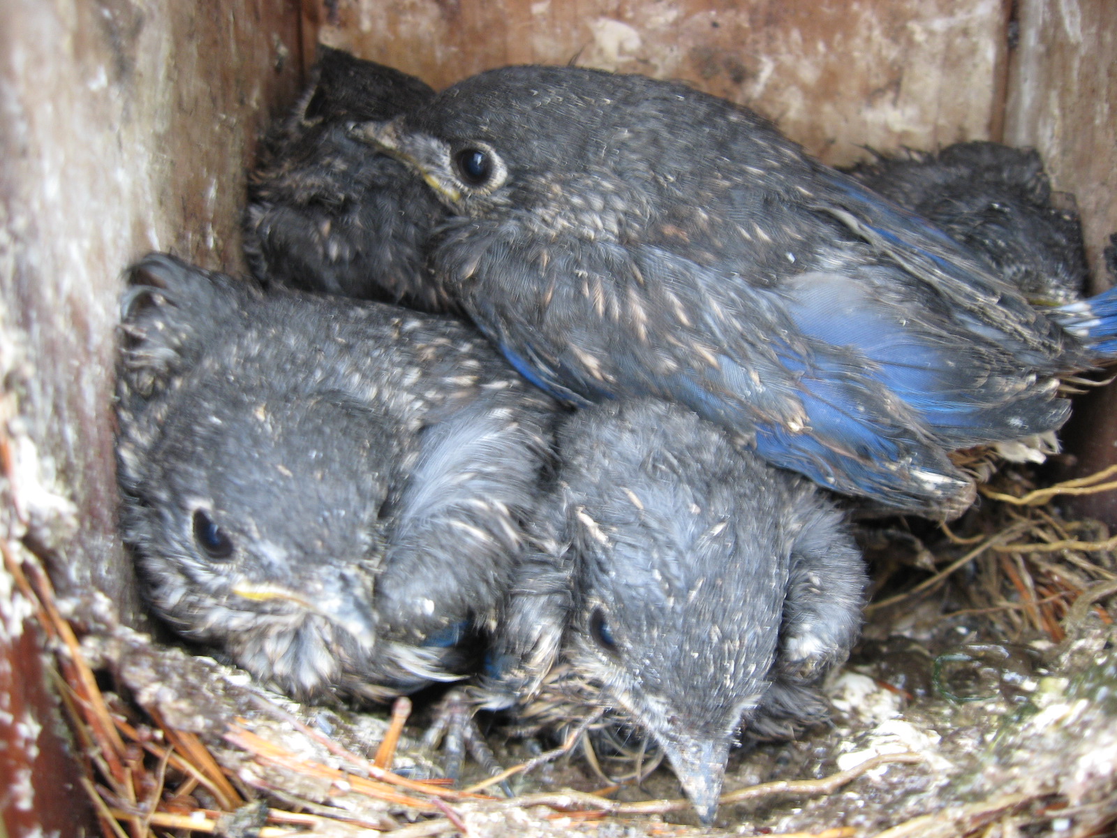 Baby bluebird : r/aww