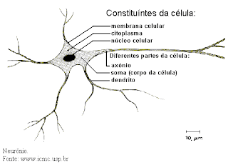 Medicina Veterinária Sistema Nervoso: Neurônios