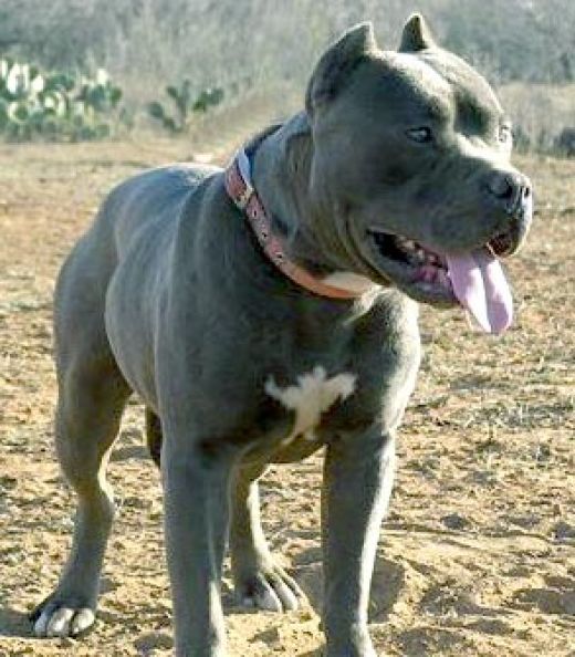 Blue pitbull - Imagui