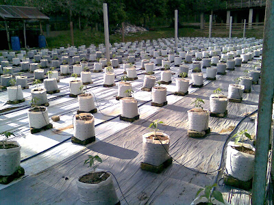 radix.fm : mai secawan