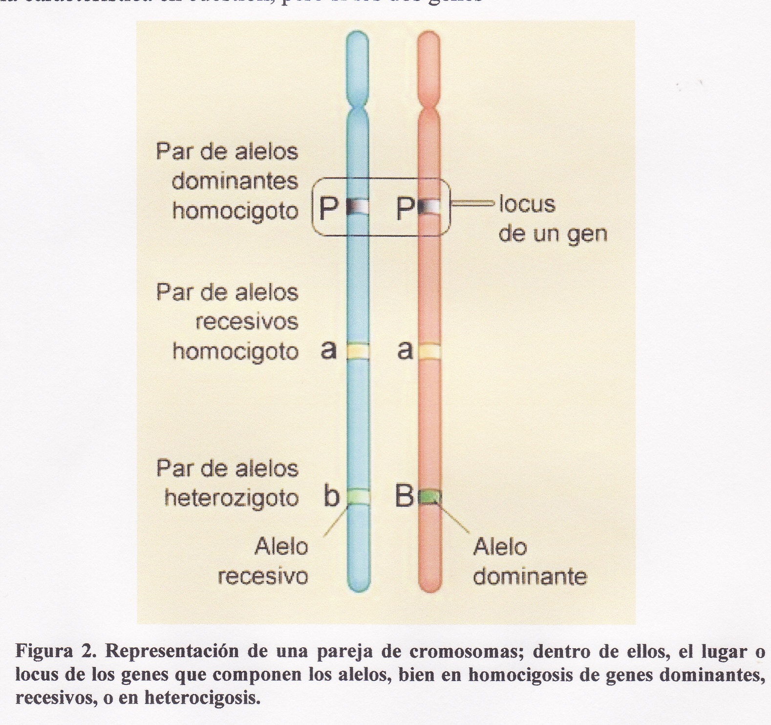 BLOG DE J.M. SANDUA: GENETICA Y HERENCIA EN LA CANARICULTURA DE CANTO