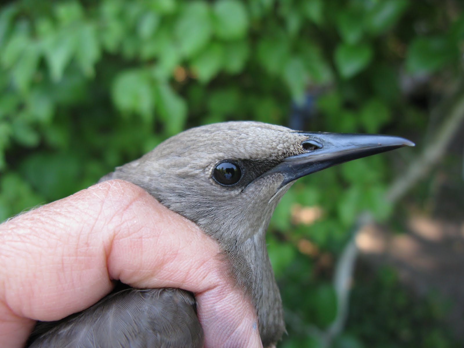 Cape Cod Bander: Midsummer Birds