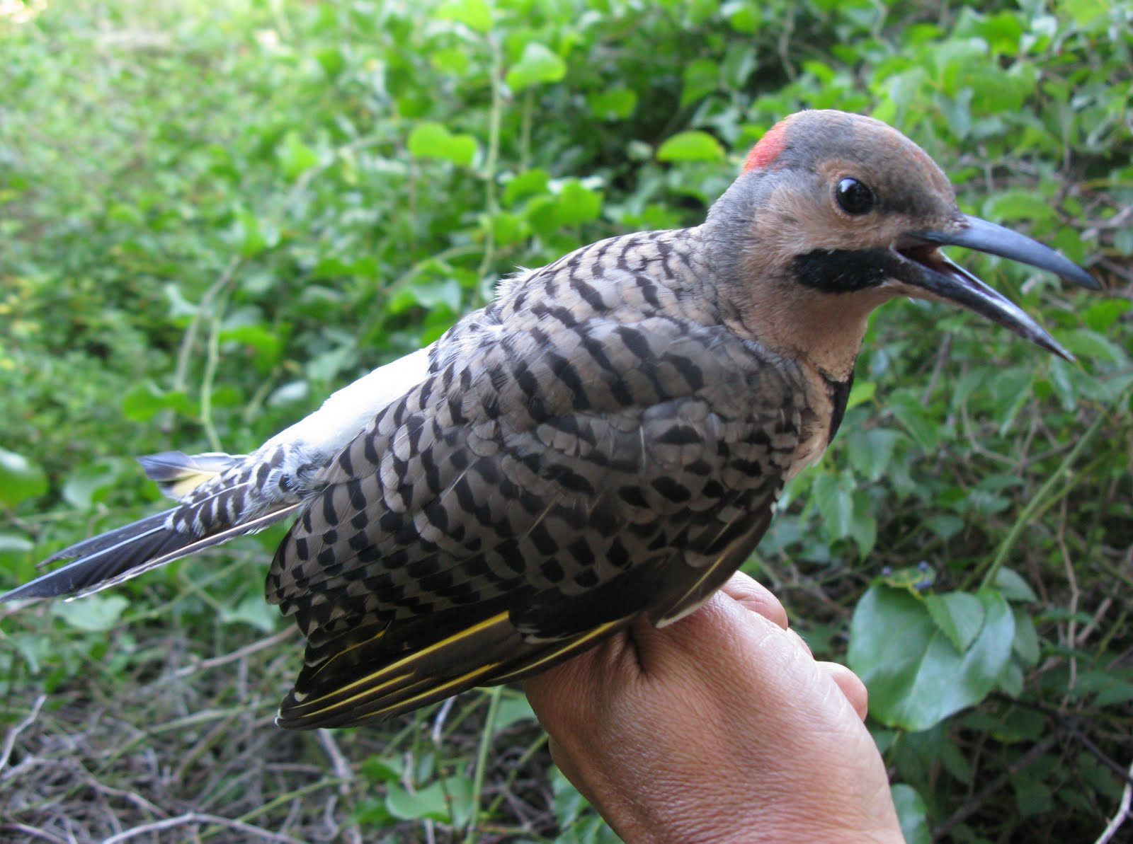 Cape Cod Bander: Midsummer Birds