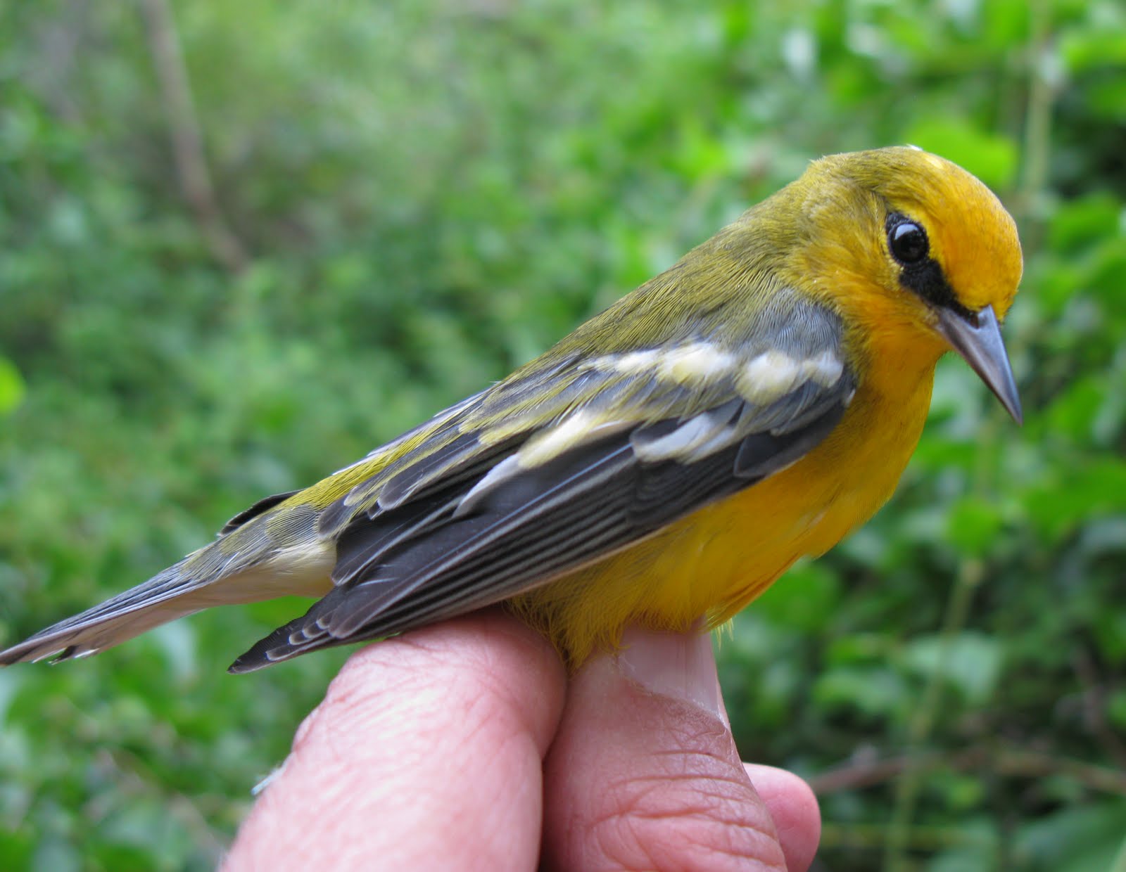 Cape Cod Bander: Midsummer Birds