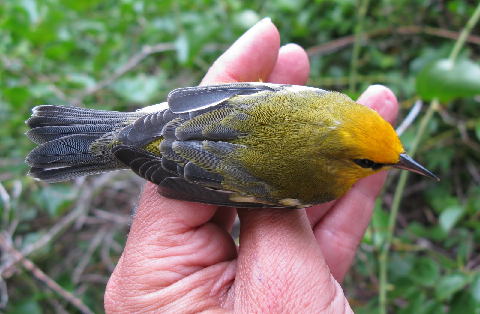 Cape Cod Bander: Midsummer Birds