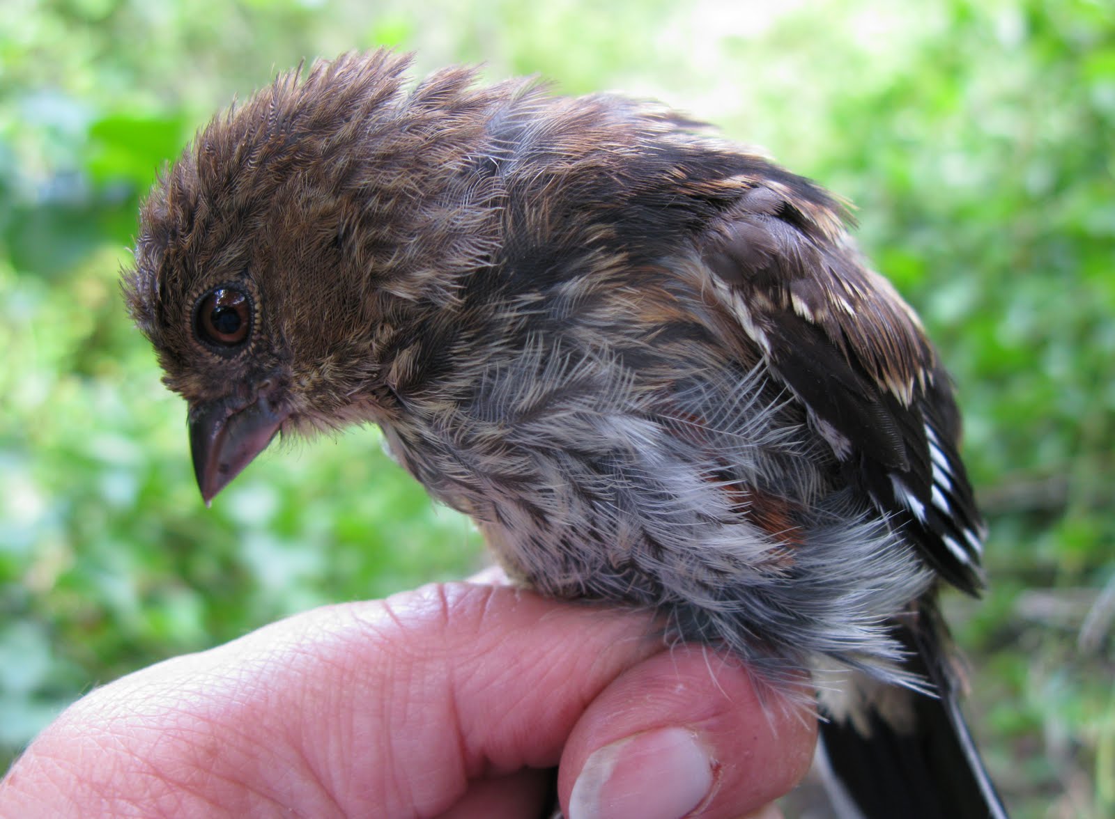 Cape Cod Bander: Midsummer Birds