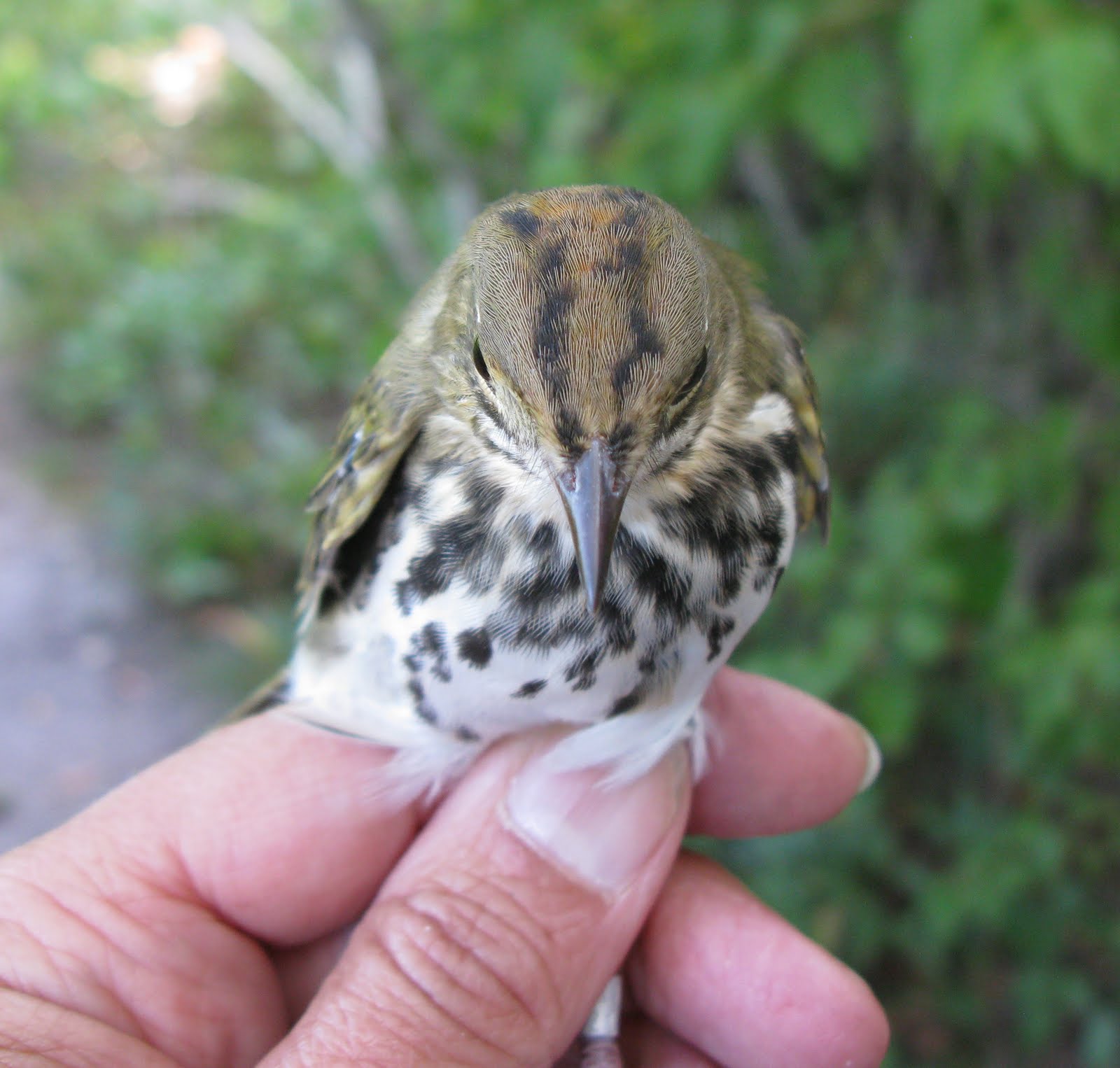 Cape Cod Bander: Midsummer Birds