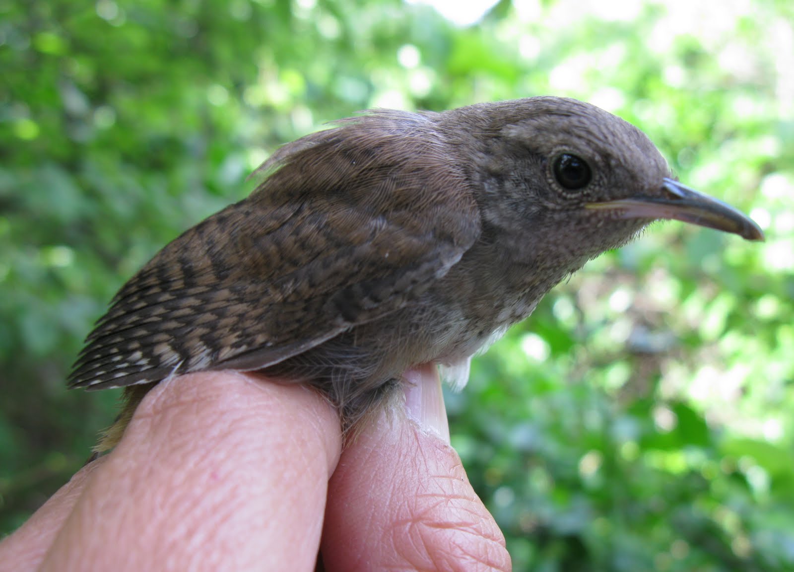 Cape Cod Bander: Midsummer Birds