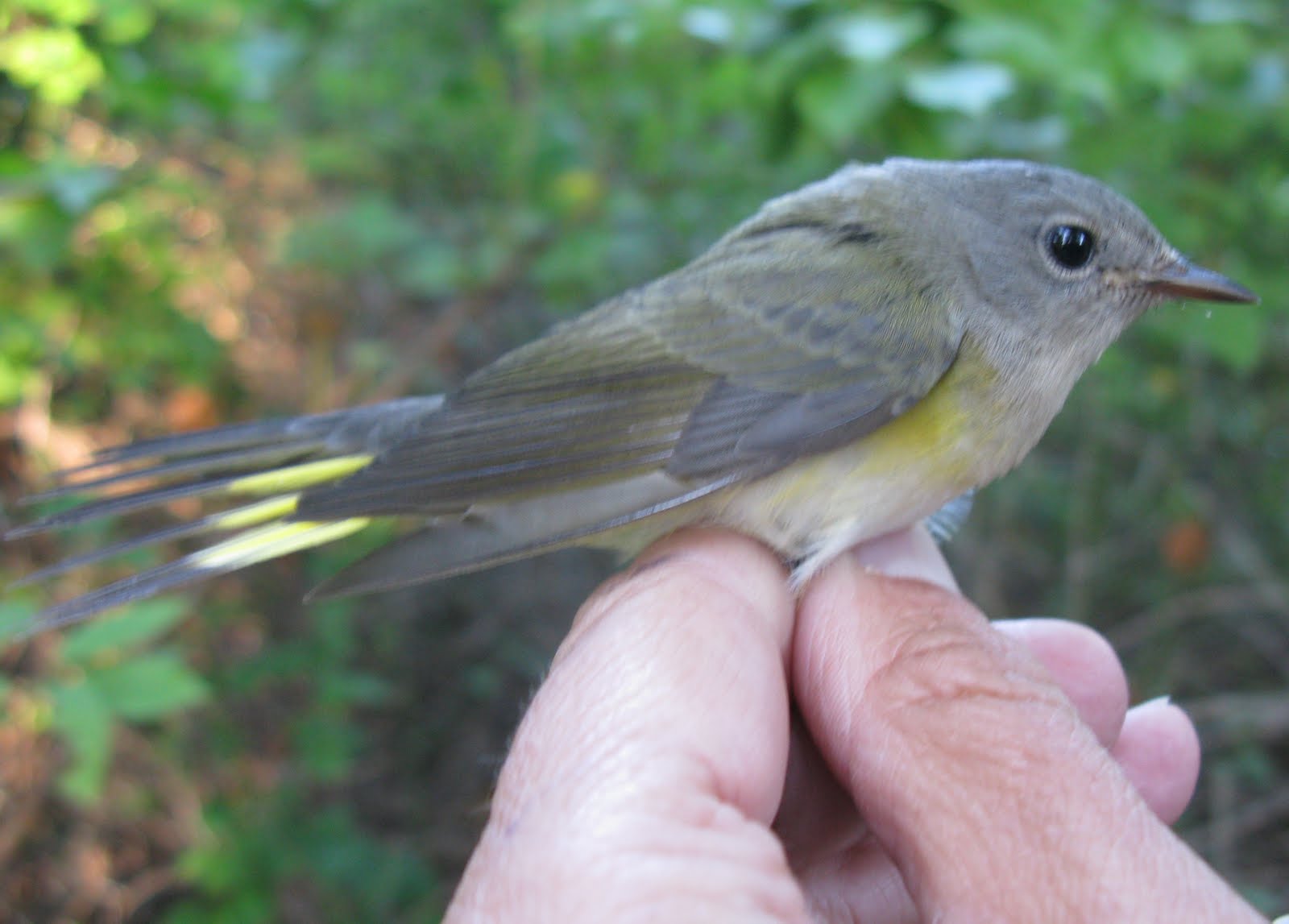 Cape Cod Bander: Midsummer Birds