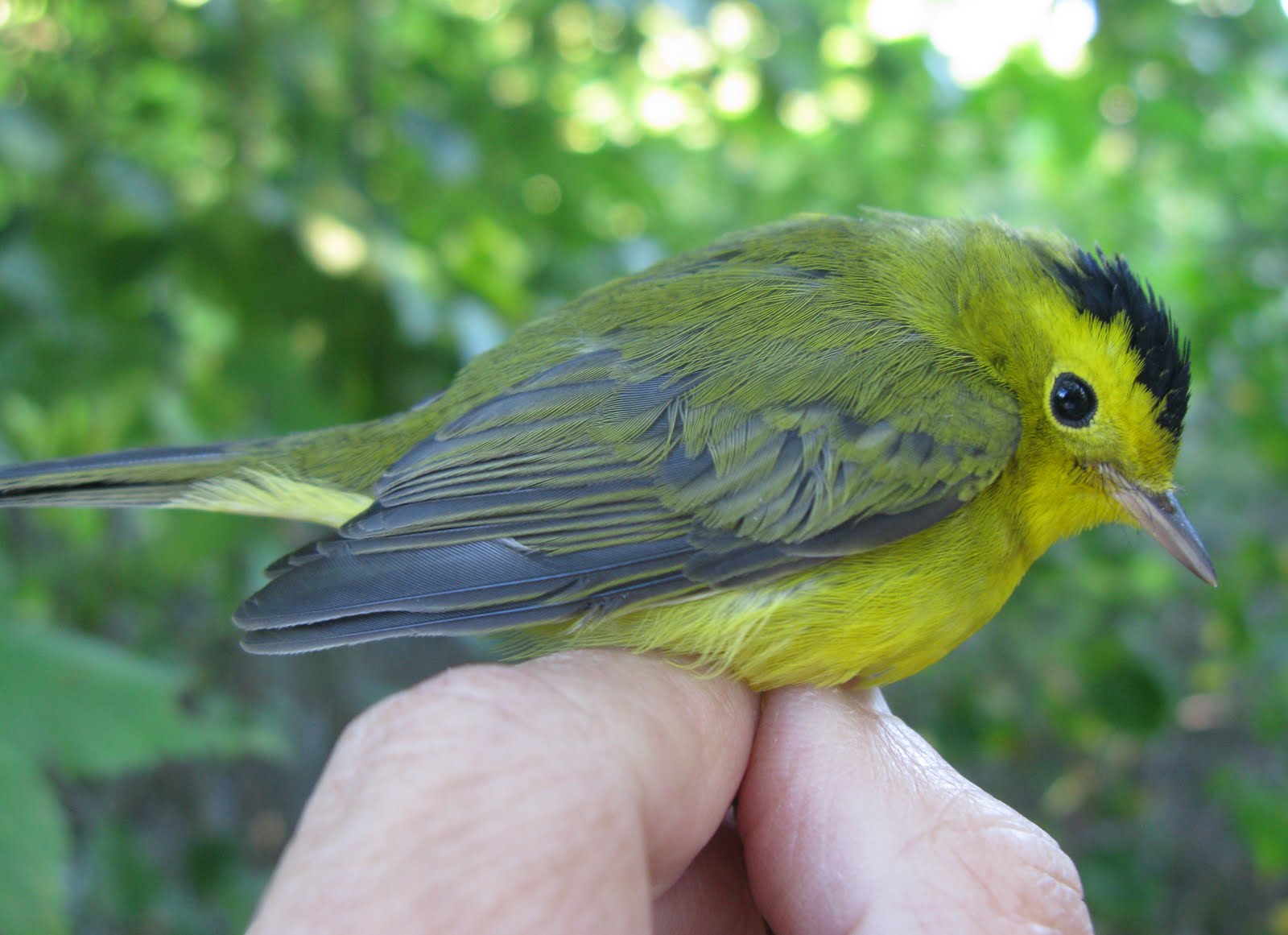 Cape Cod Bander: Mid September Birds