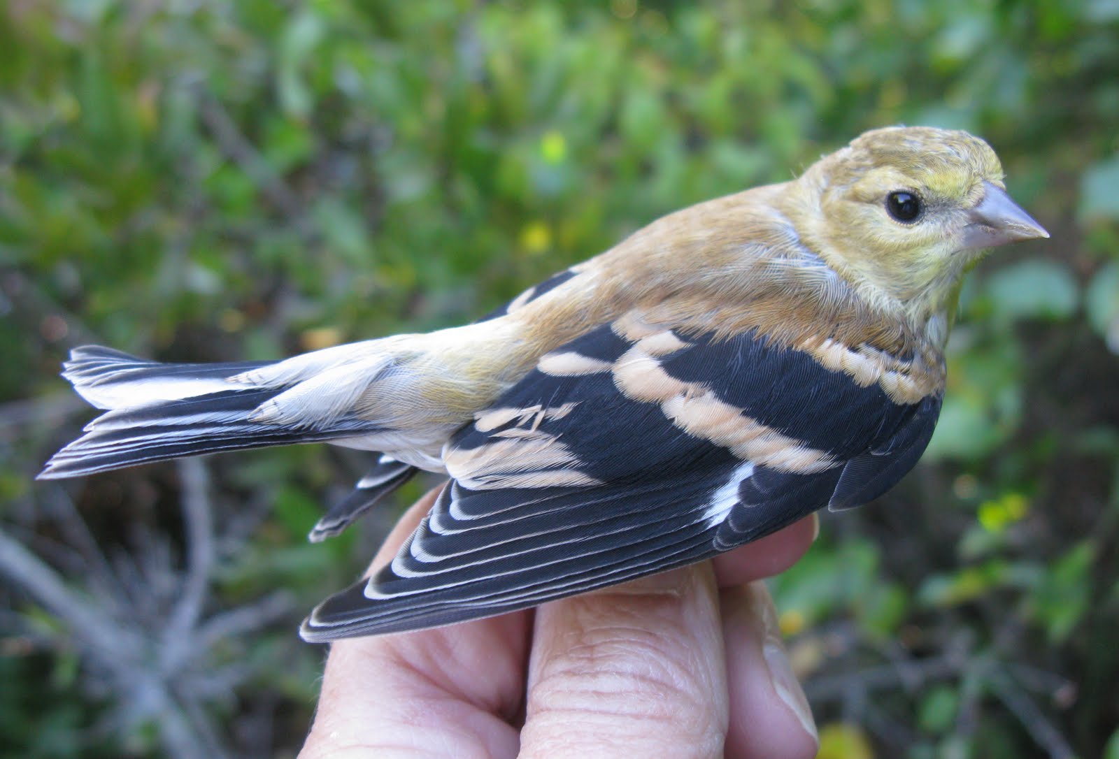 Cape Cod Bander: Mid September Birds