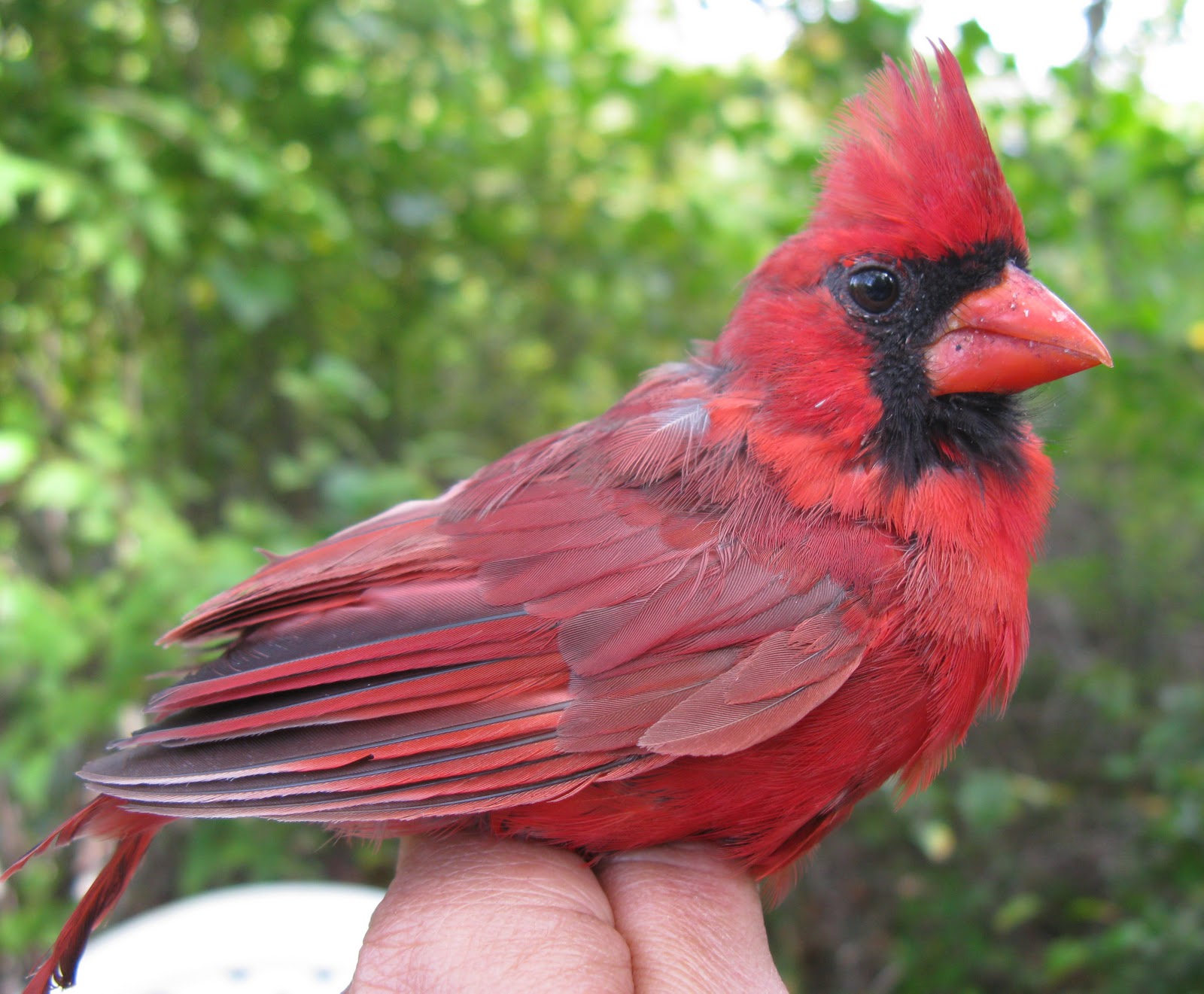 Cape Cod Bander: 20,000th bird!