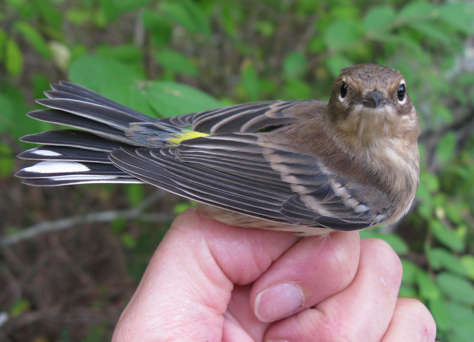 Cape Cod Bander: Uncooperative Weather