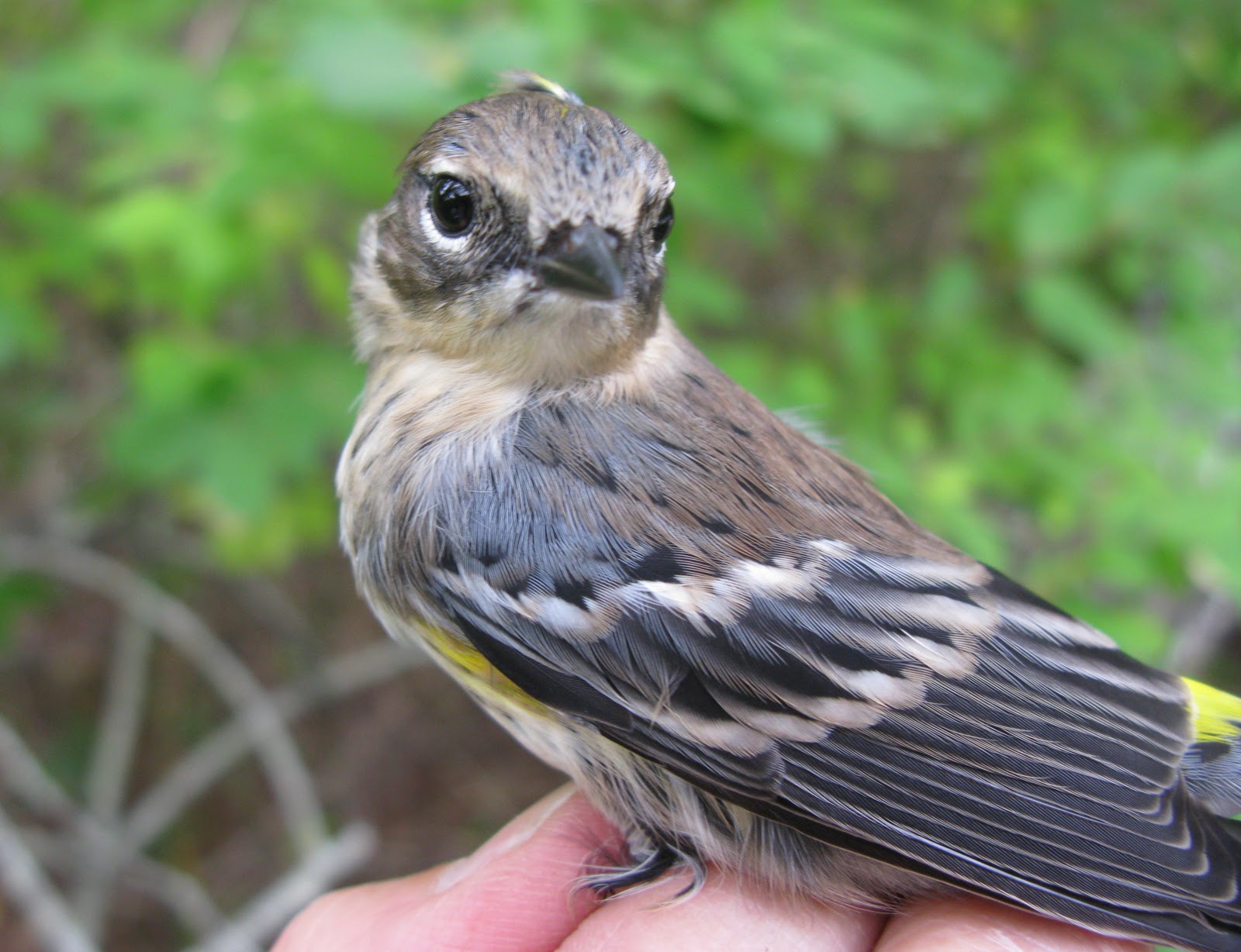 Cape Cod Bander: Uncooperative Weather