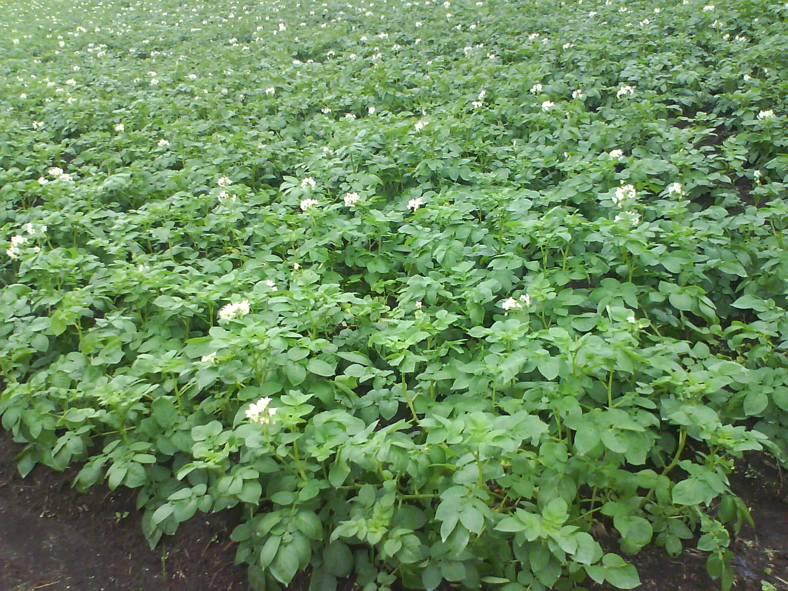 Budidaya tanaman kentang ~ Wisata Kabupaten Merangin