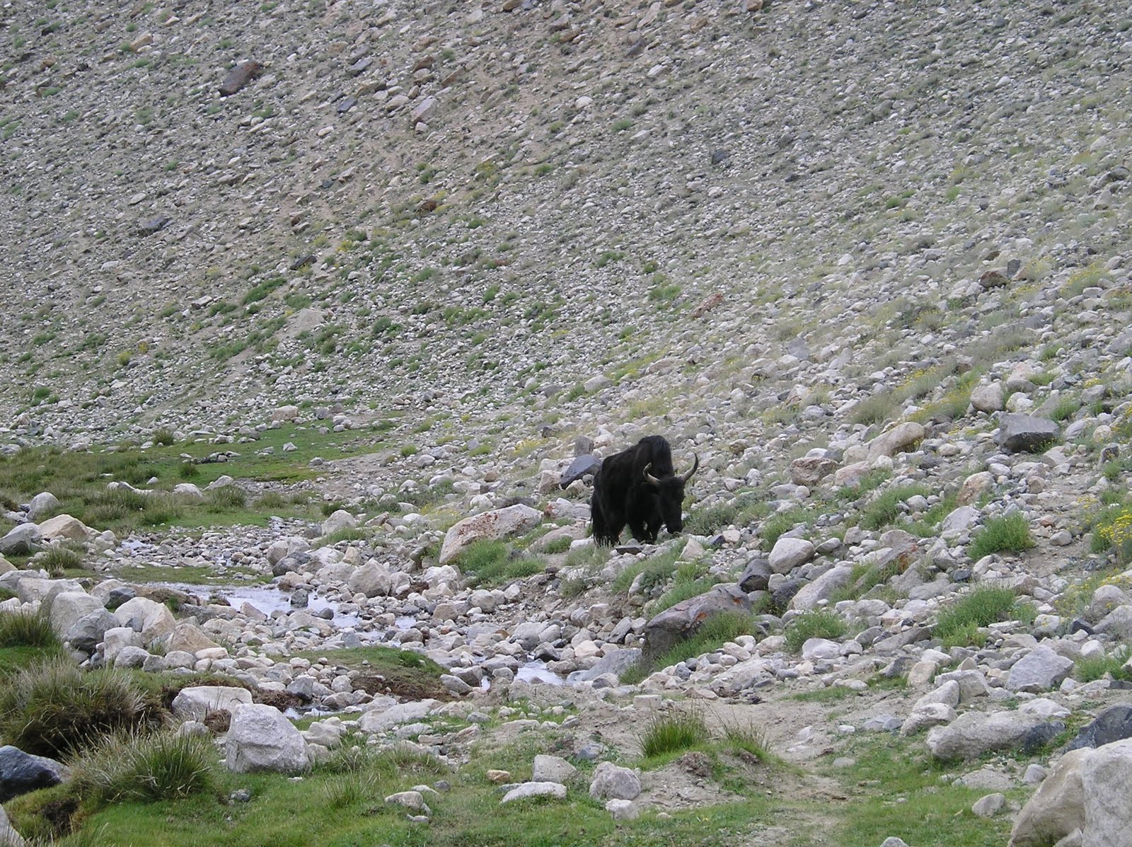 LAUKOAK: (20100903 al 06) Saboo - Digar La - Digar - Shiok Valley - Rong.