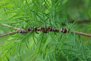 soft scales | Ornamentals Hotline