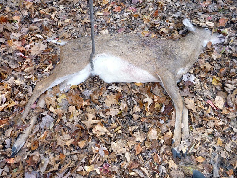 My Hunting Stories in Pennsylvania, USA