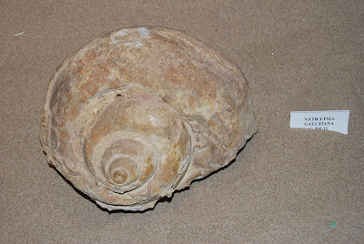 NICKGATTACA: Naticopsina gaultiana (Gyrodes),