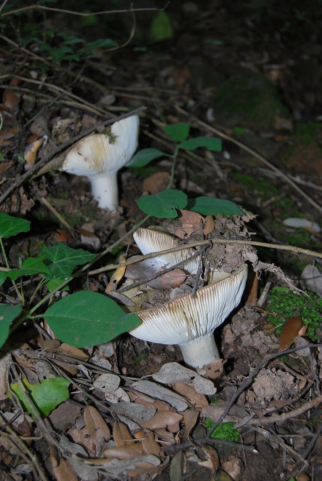 NICKGATTACA: Pleurotus eryngii o seta de cardo