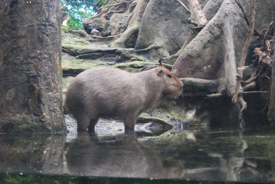 NICKGATTACA: Cosmocaixa, el bosc inundat!