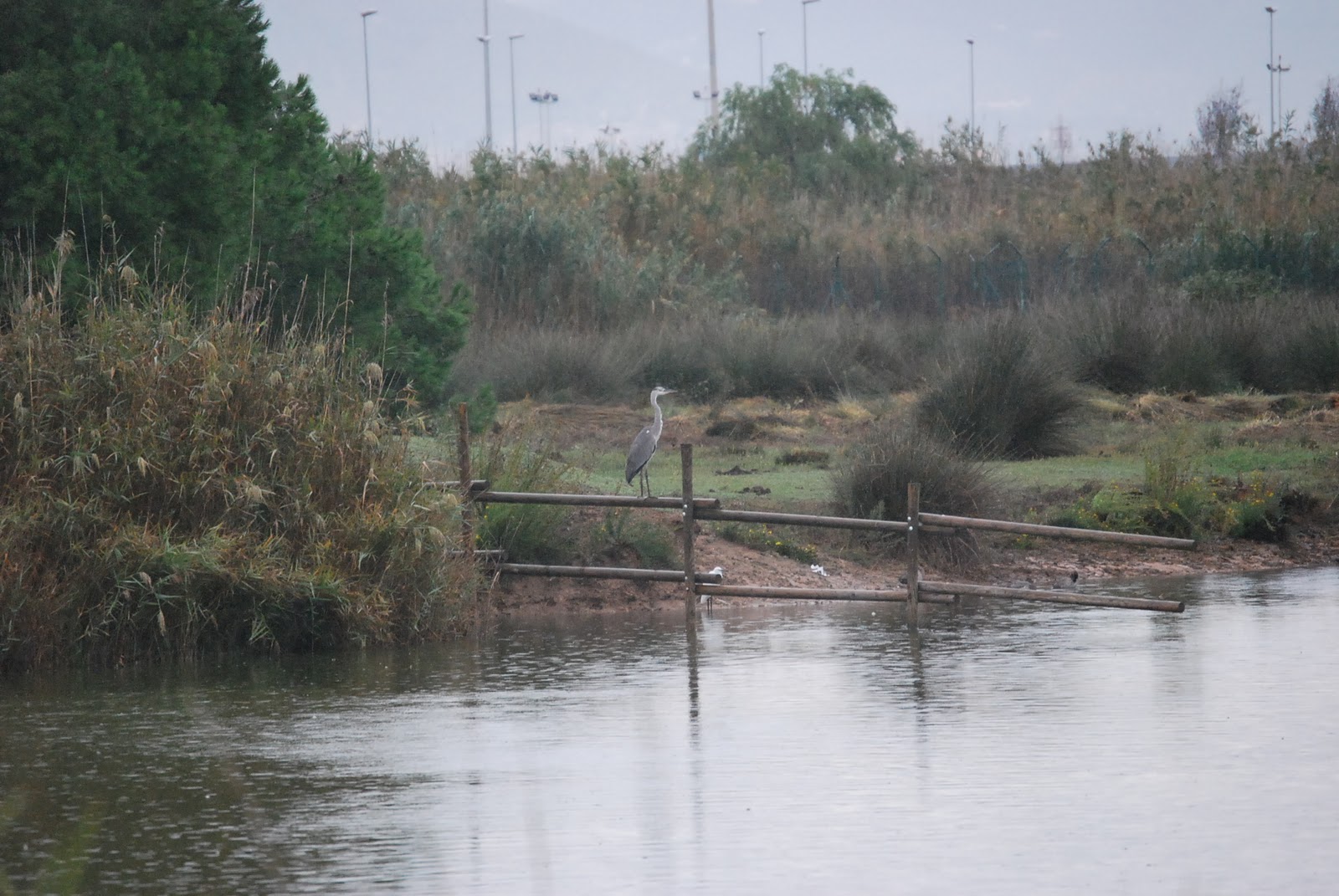 NICKGATTACA: Delta del Llobregat, Remolar-Filipines
