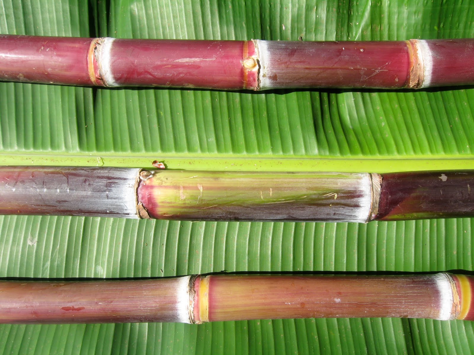 Blogging Banana Joe's Fruit Stand Kauai: Badilla Sugar Cane