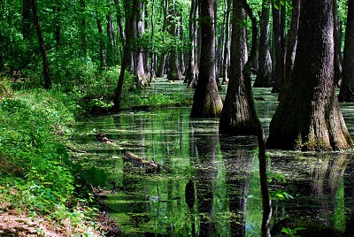 Bug-Out Survival: Swamp Time