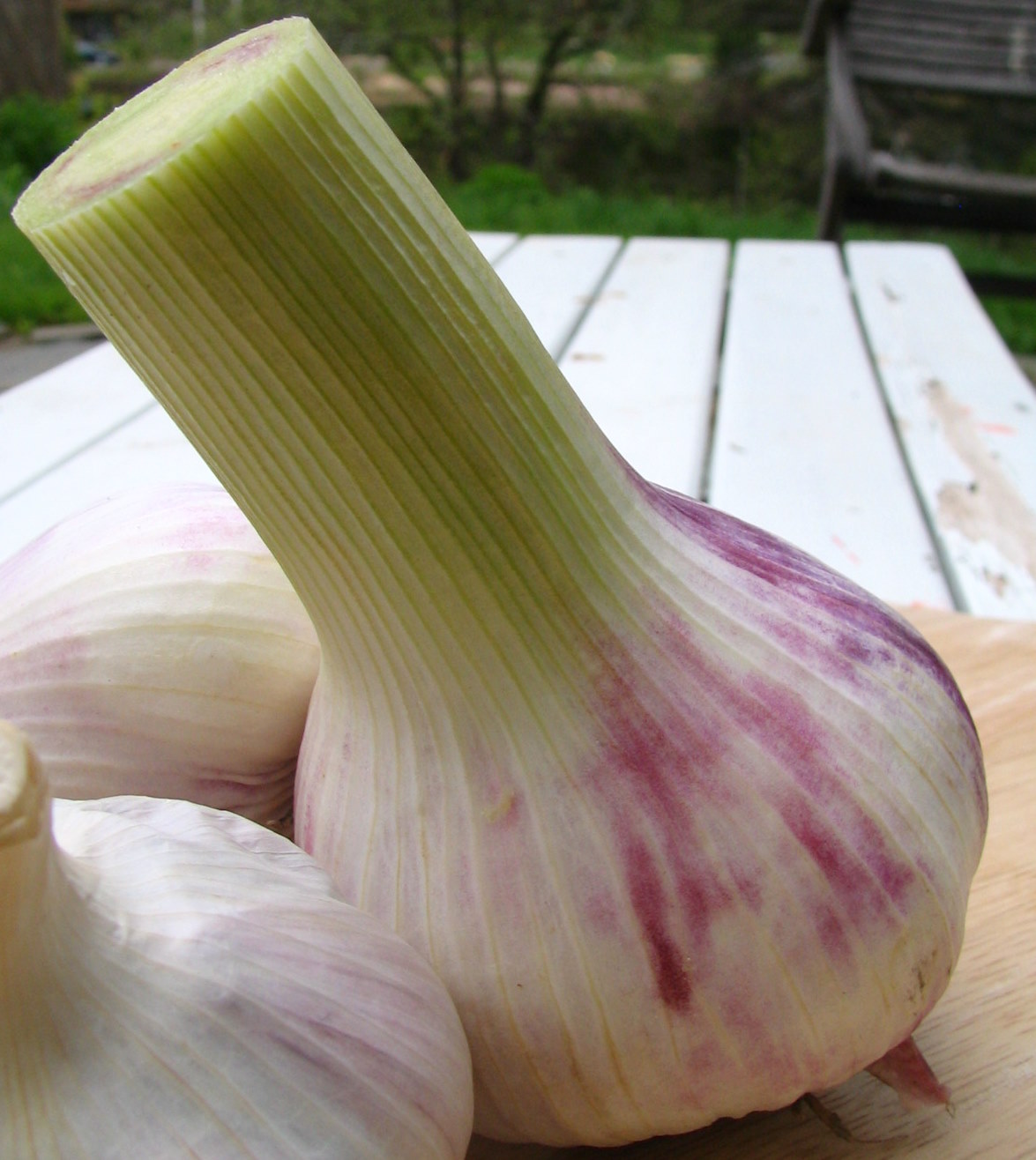 FOOD STYLING AND REAL LIFE: Fingerling Potatoes (Ratte) & Fresh Pink ...