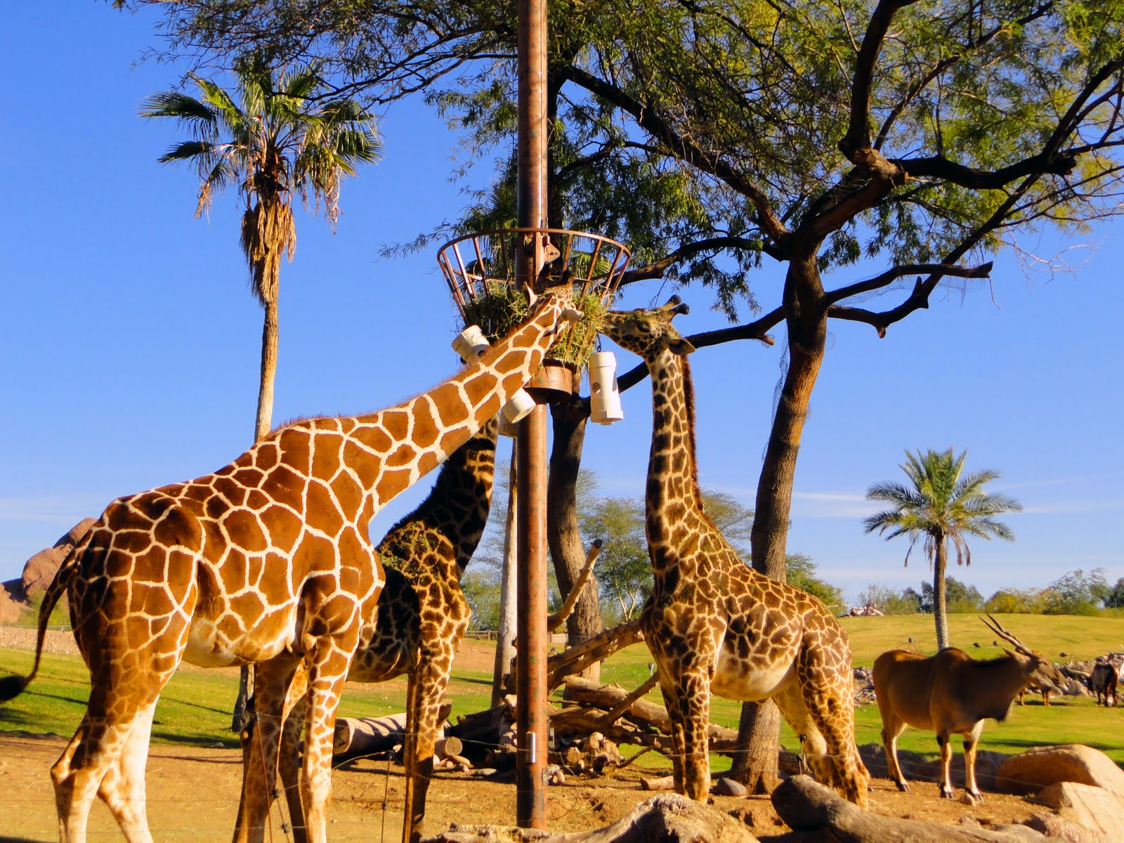 Tom, Cheryl & Family: Zoo Trip