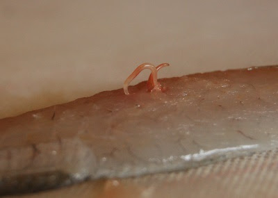 Beyond Salmon: Parasitologist came to dinner