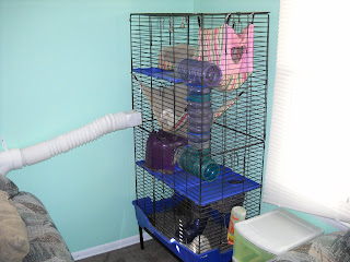 DIY Daddy: Completed Project #1 Ferret Race Track