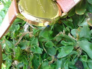 TIME HEALS: Beautiful Chopard Linea D'Oro