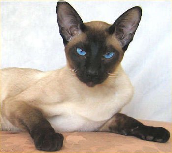 LADIES PET ΚΑΤΟΙΚΙΔΙΑ ΓΙΑ ΚΥΡΙΕΣ: ΣΙΑΜΕΖΑ SIAMESE