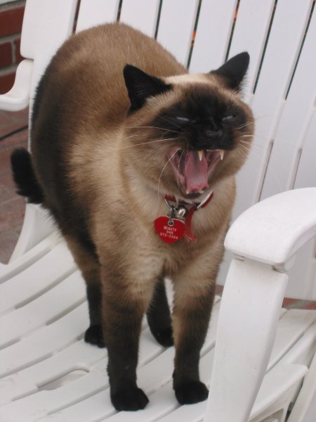 LADIES PET ΚΑΤΟΙΚΙΔΙΑ ΓΙΑ ΚΥΡΙΕΣ: ΣΙΑΜΕΖΑ SIAMESE