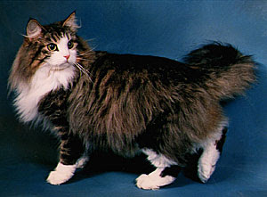 LADIES PET ΚΑΤΟΙΚΙΔΙΑ ΓΙΑ ΚΥΡΙΕΣ: Norwegian Forest Cat (Γάτα Νορβηγικού ...
