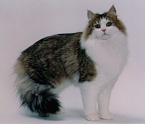 LADIES PET ΚΑΤΟΙΚΙΔΙΑ ΓΙΑ ΚΥΡΙΕΣ: Norwegian Forest Cat (Γάτα Νορβηγικού ...