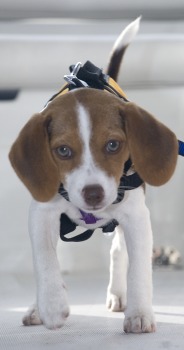 LADIES PET ΚΑΤΟΙΚΙΔΙΑ ΓΙΑ ΚΥΡΙΕΣ: Beagle (Μπίγκλ)