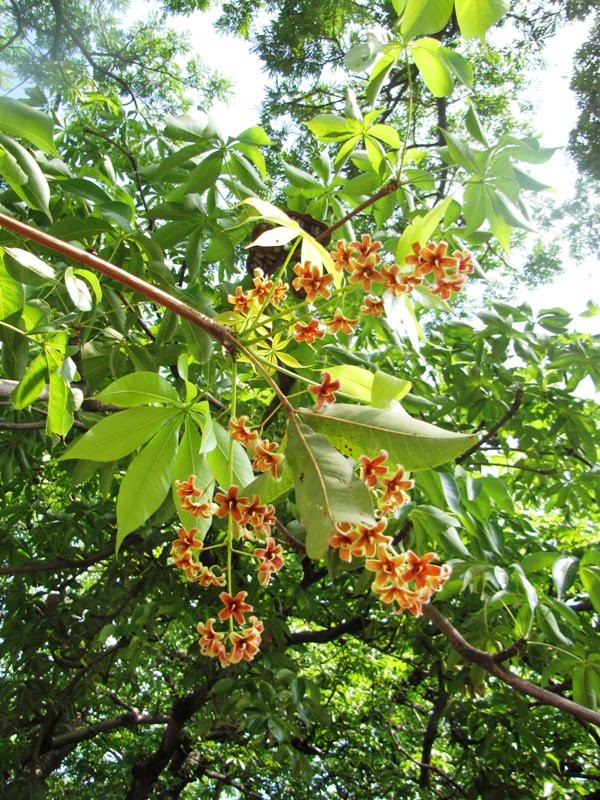 OUR PHILIPPINE TREES: 'Dem Smelly Flowers