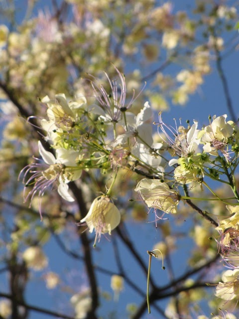 OUR PHILIPPINE TREES: The Tale of Two Trees in Two Cities