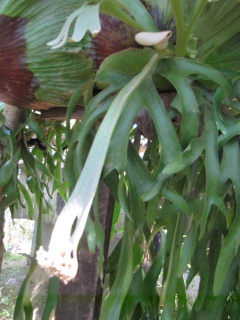 OUR PHILIPPINE TREES: April 2010