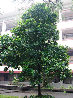 OUR PHILIPPINE TREES: Our Version of the Elephant Apple