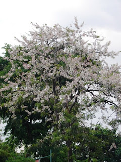 OUR PHILIPPINE TREES: Flower to the Nth Power